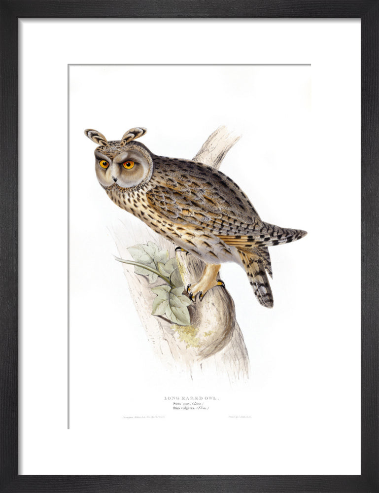 BIRDS OF EUROPE - LONG EARED OWL (Strix otus, Otus vulgaris) in the 19 – National Trust Prints