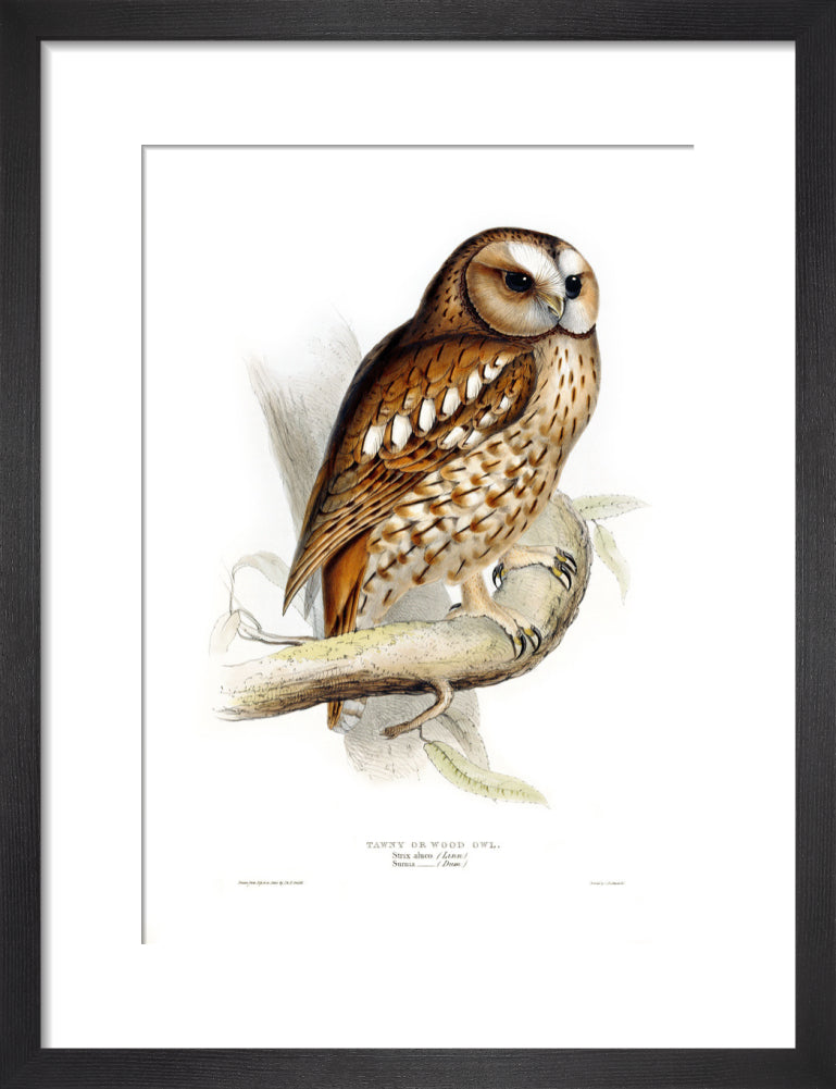 BIRDS OF EUROPE - TAWNY OR WOOD OWL (Strix aluco) by John Gould, Londo – National Trust Prints