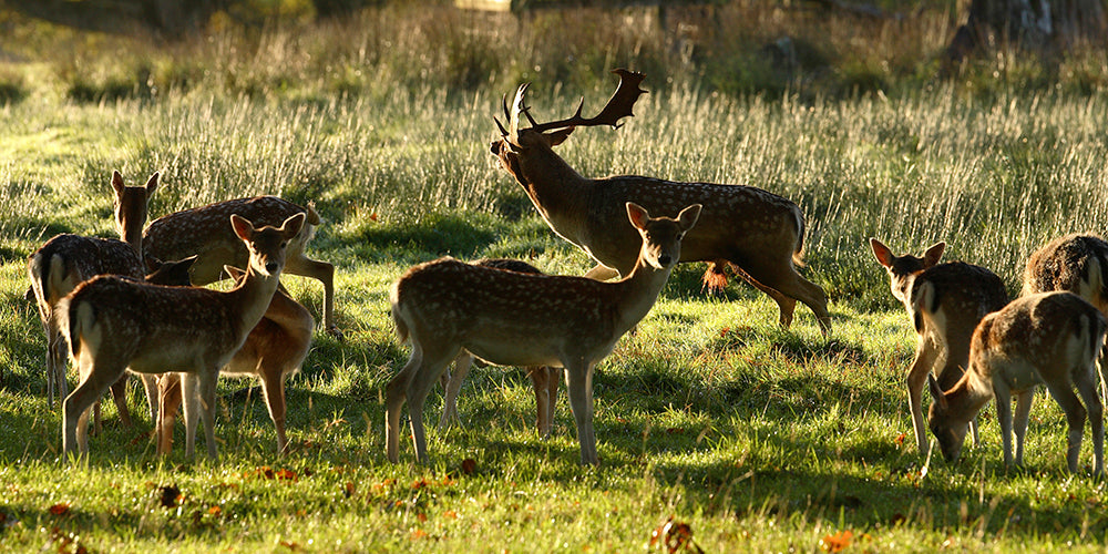 National Trust Prints