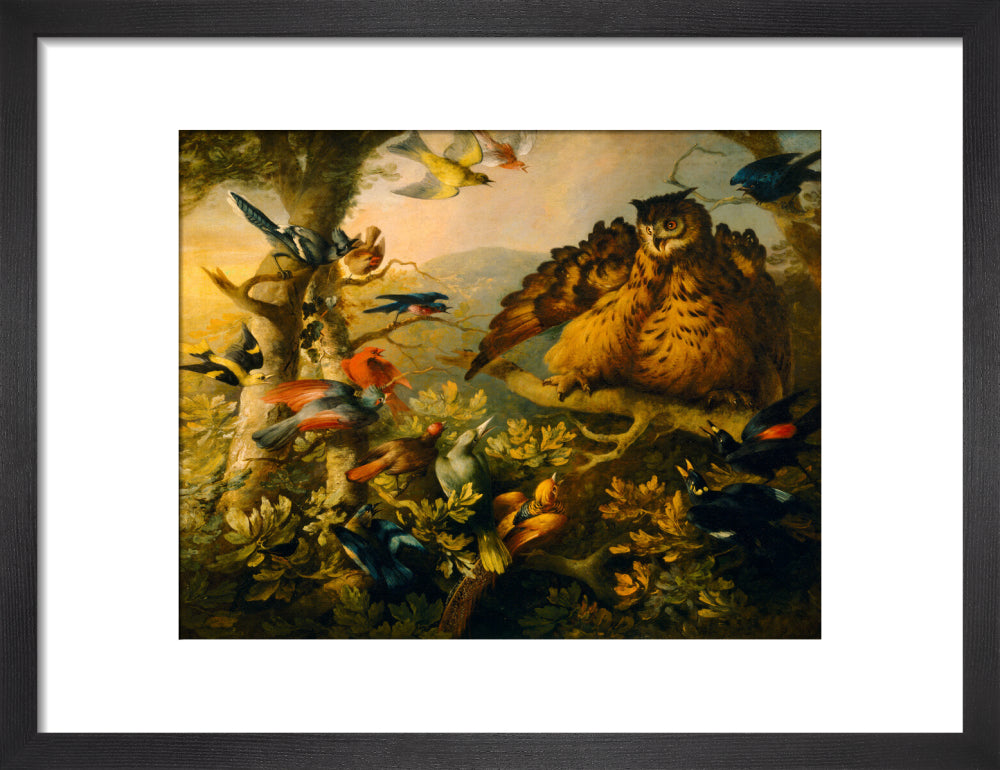 The Mobbing of a Long-eared Owl by other Birds by Tobias Stranovius (N ...