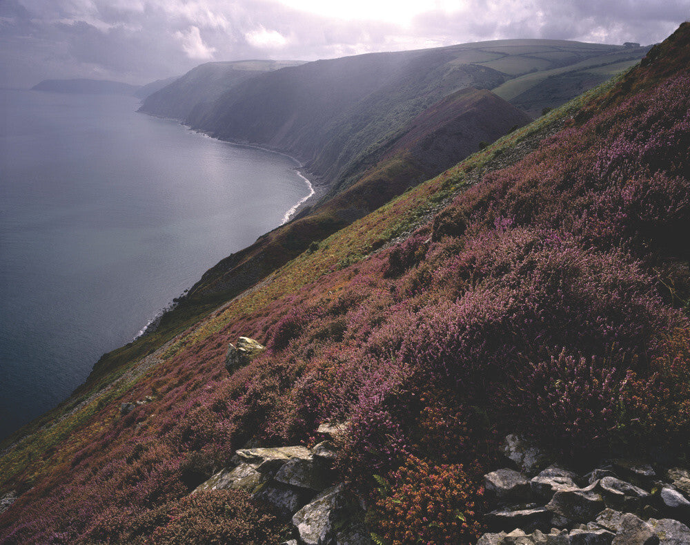 A view of Countisbury Cove from the foreland showing an abundance of h ...