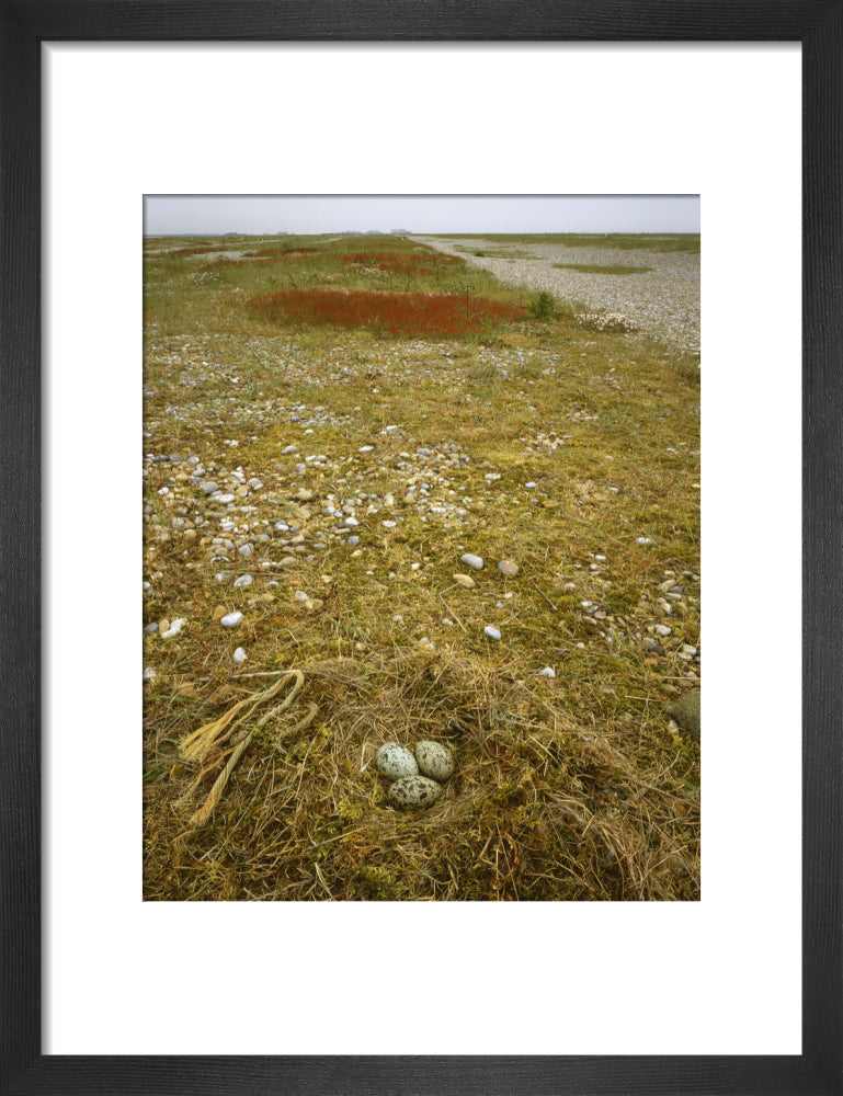 Lesser Black-backed gull )Larus fiscus) nest with eggs at Orford Ness ...