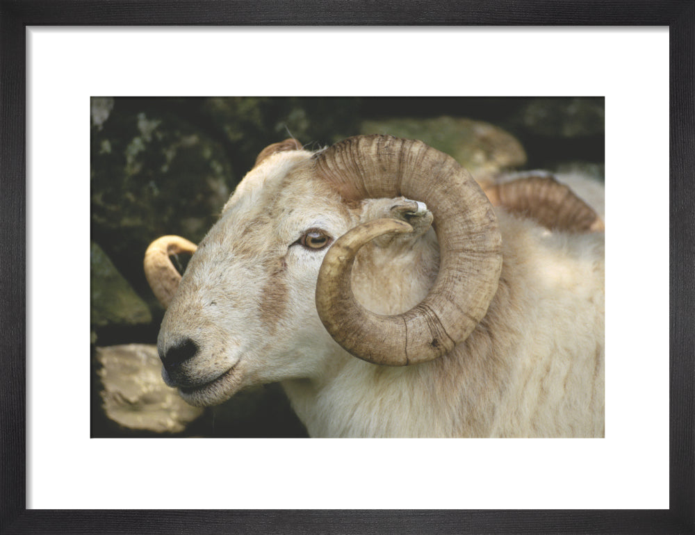 Close view of a head of a Welsh Mountain sheep on the Hafod Y Llan est ...