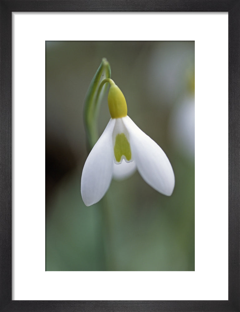 Wendy's Gold variety of snowdrop at Anglesey Abbey, photographed in th ...