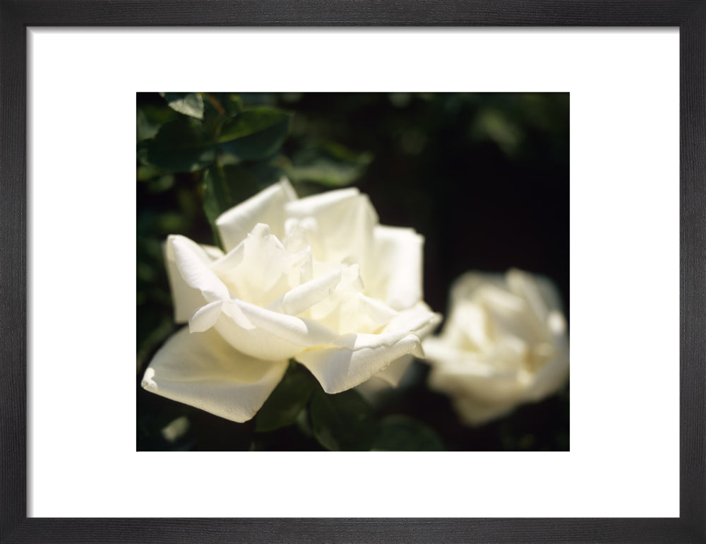 A close-up detail of a white rose - 'Frau Karl Druschki' at Mottisfont ...