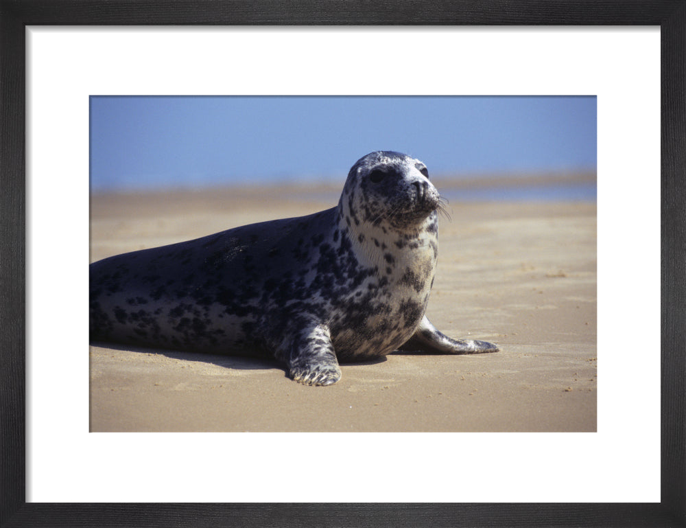 A solitary seal sits with its head upright and its paws supporting it ...