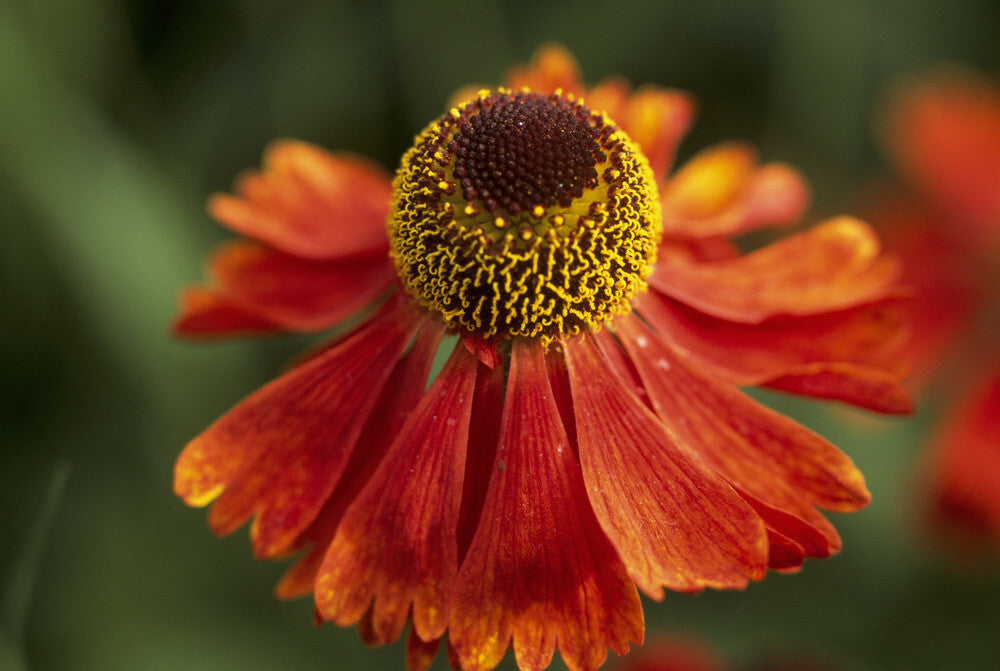A close up of a Helenium, the centre of the head is a dark red colour ...