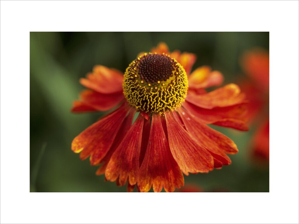 A close up of a Helenium, the centre of the head is a dark red colour ...