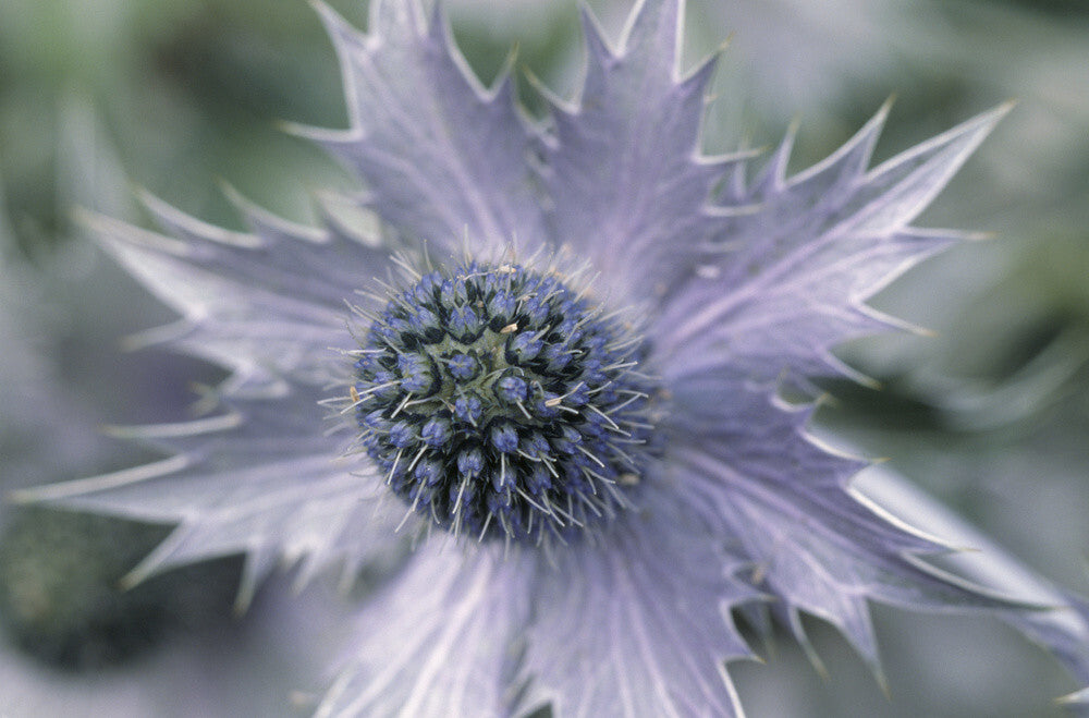 Close up of a purple flower, part of the Eryngium or Sea Holly family ...
