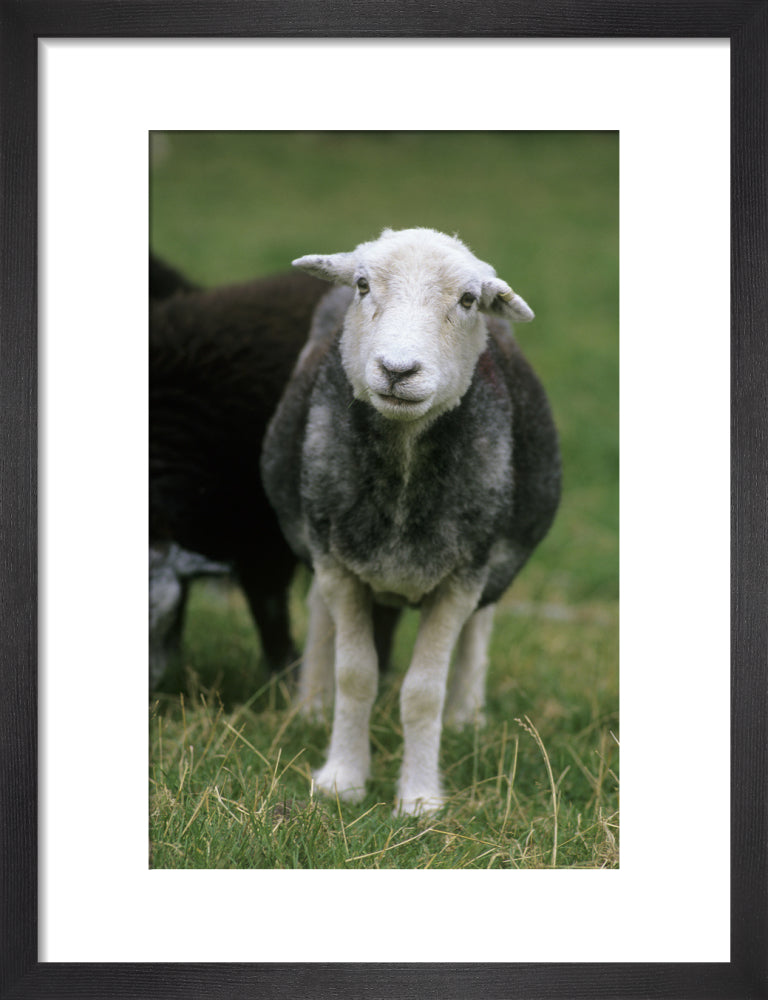 Herdwick sheep at Yew Tree Farm, Coniston, Lake District, Cumbria ...