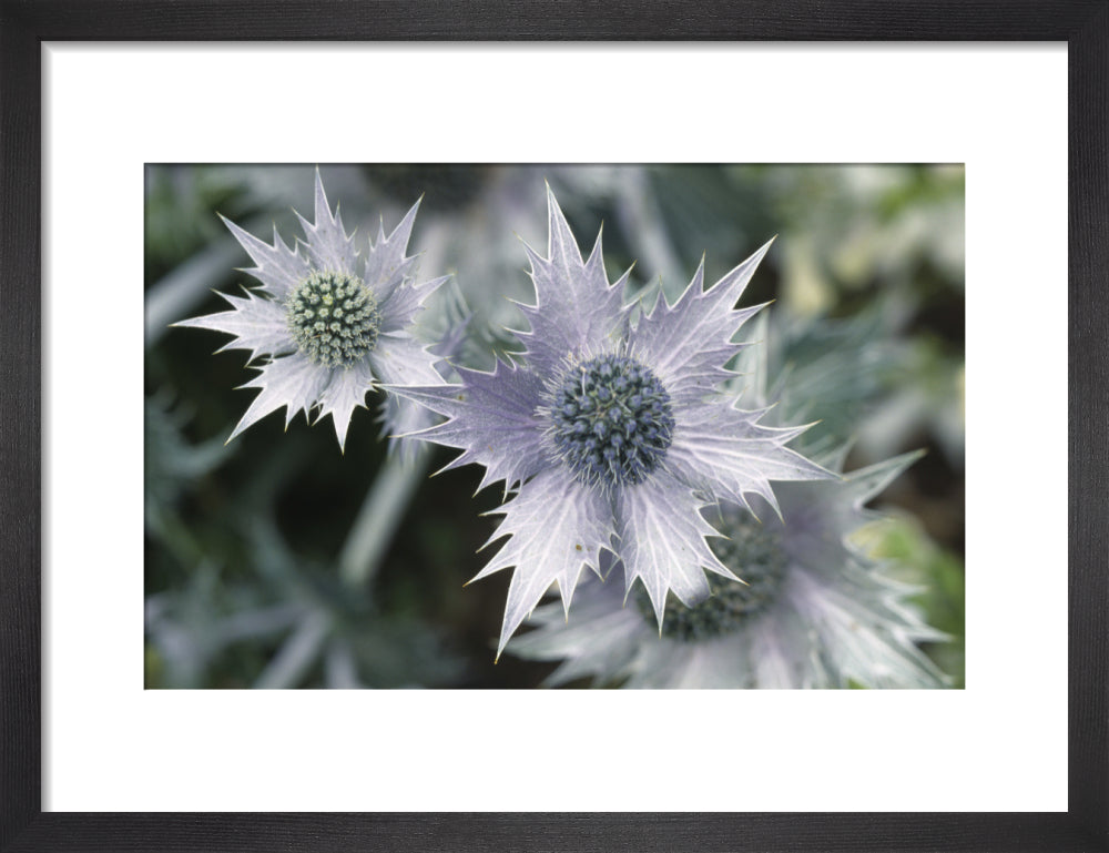 A close up of some purple flower heads, they are part of the Eryngium ...