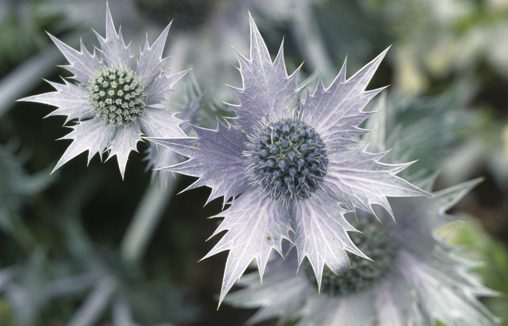 A close up of some purple flower heads, they are part of the Eryngium ...