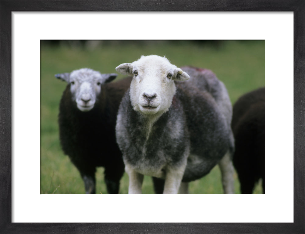 Herdwick sheep at Yew Tree Farm, Coniston, Lake District, Cumbria ...