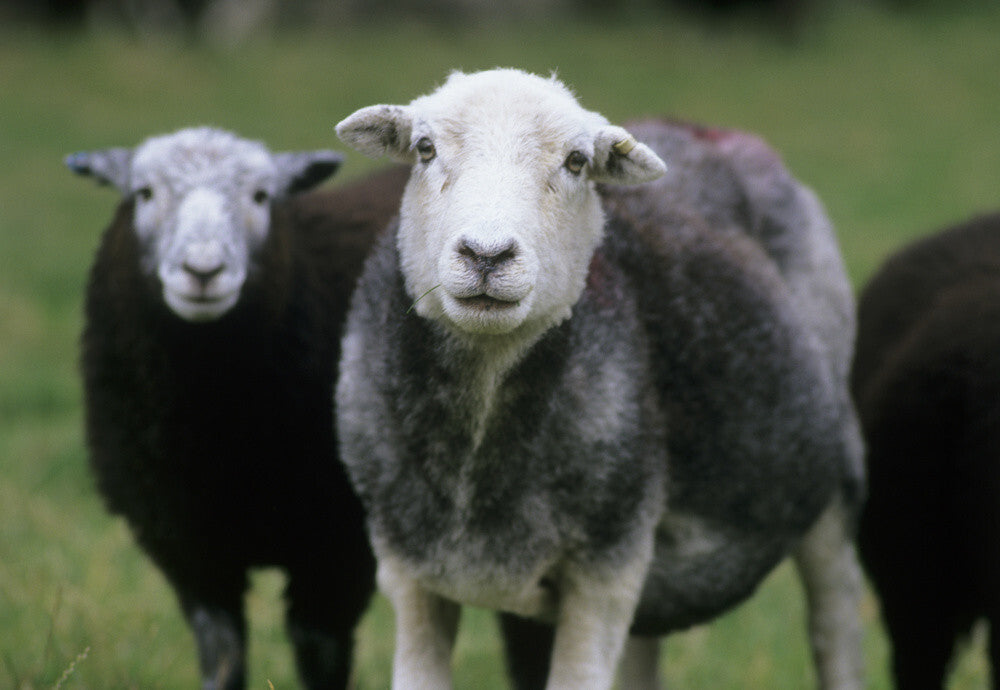 Herdwick sheep at Yew Tree Farm, Coniston, Lake District, Cumbria ...