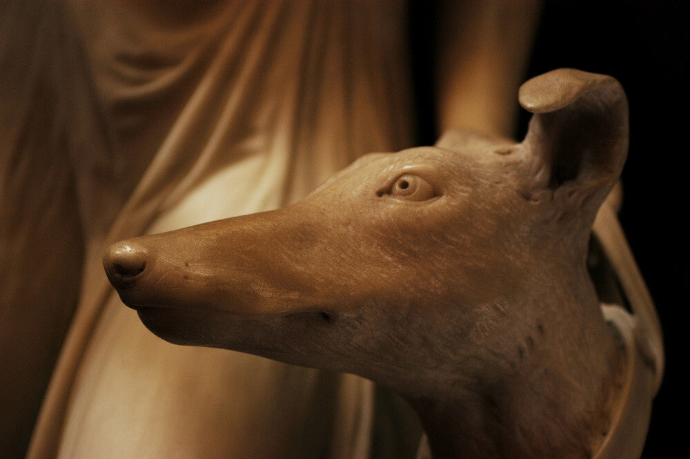 Close view of the head of a greyhound, part of the sculpture Arethusa ...