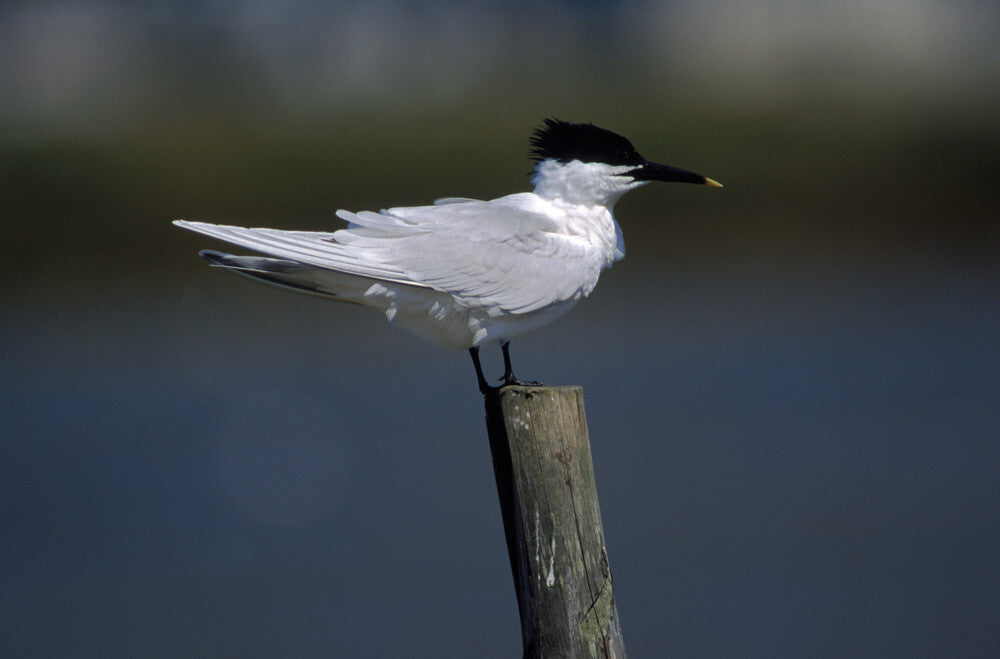 Sandwich Tern (Thalasseus sandvicensis) on Brownsea Island, Dorset, UK ...