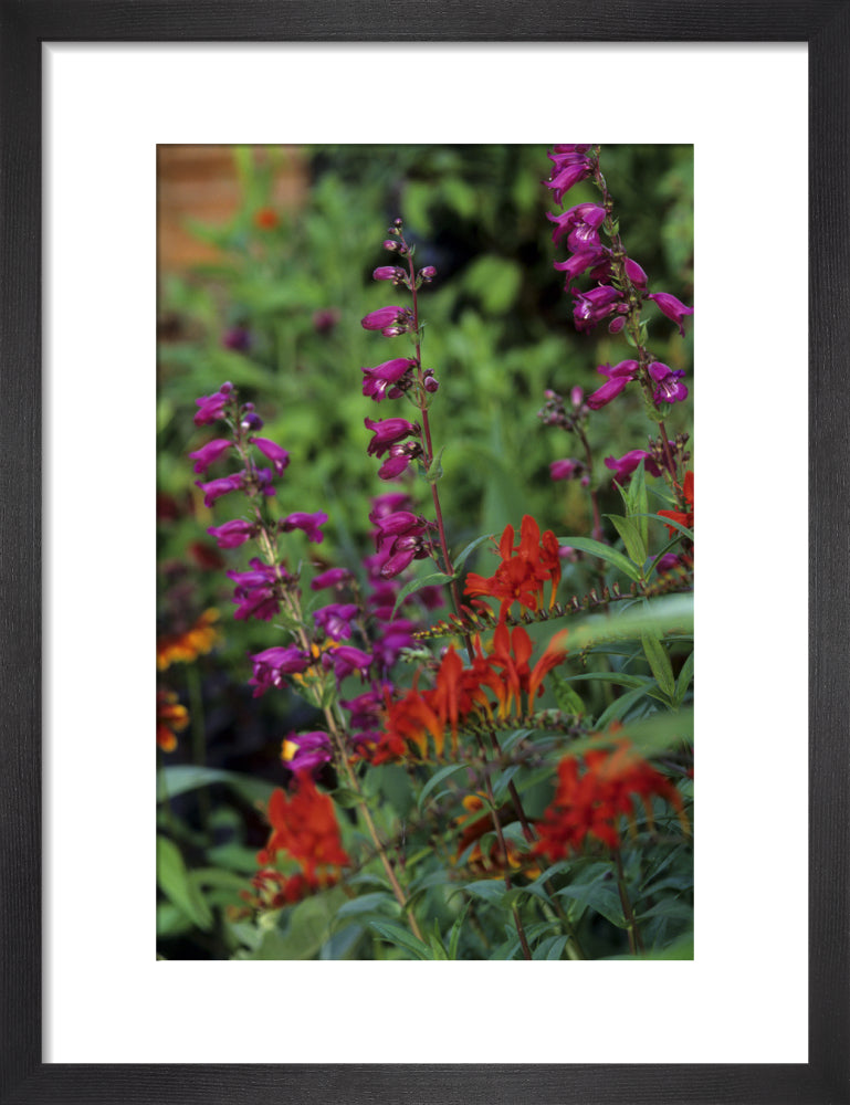 Penstemon and Crocosmia "Lucifer" in the borders at Packwood House gar ...