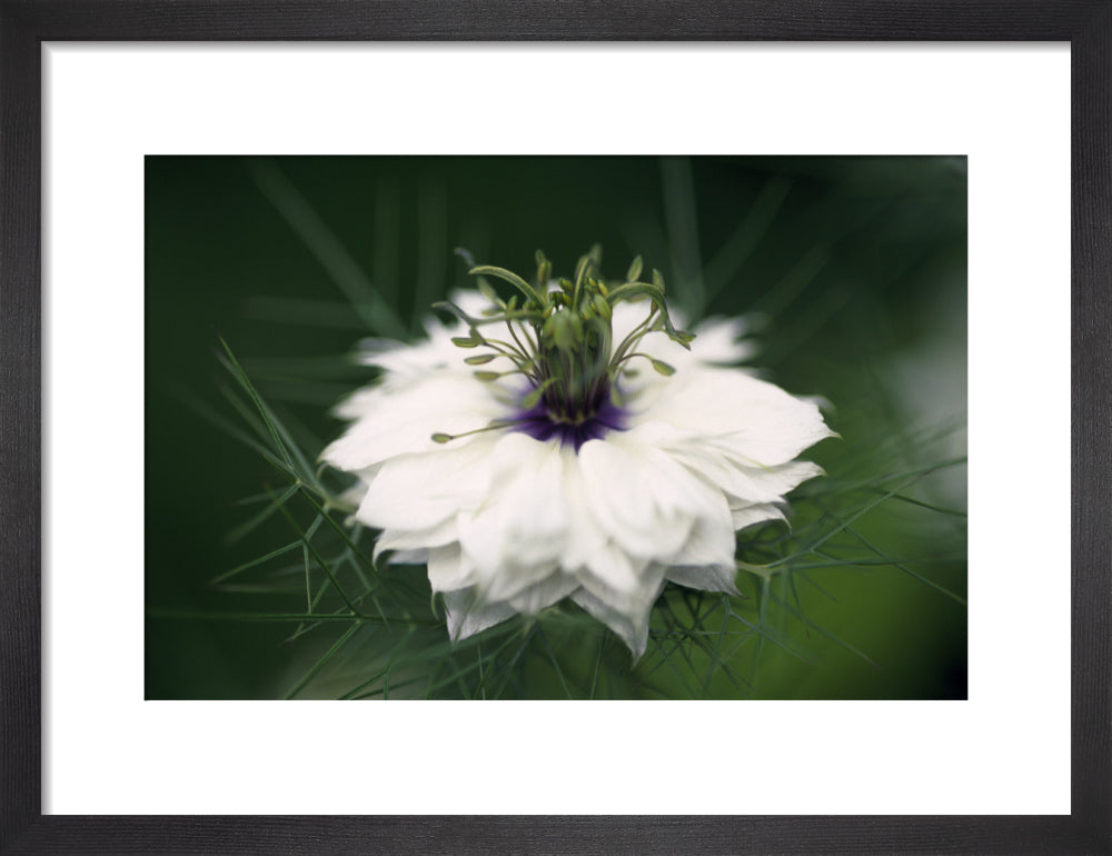 Nigella Damascena (Love in a Mist), The Courts Garden, Stephen Robson ...