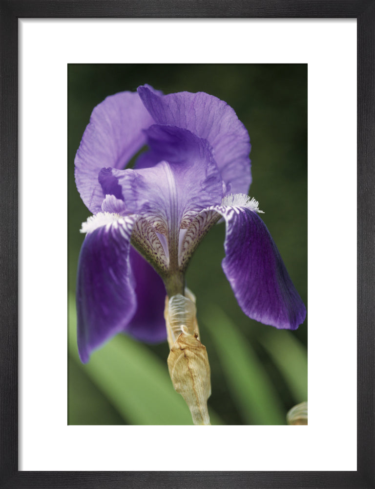 Detail of a Bearded Iris at The Courts Garden – National Trust Prints