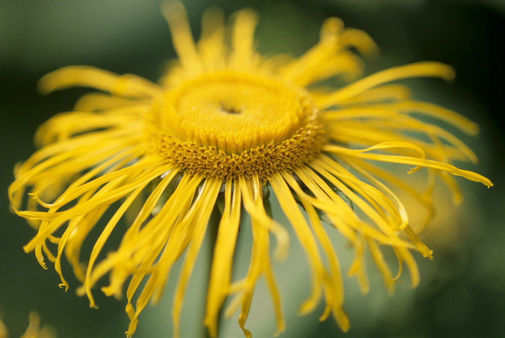 Detail of Inula Hookeri in The Courts Garden – National Trust Prints