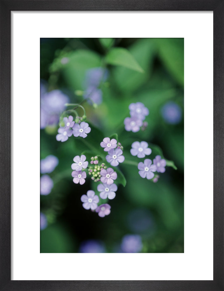 Detail of Brunnera Macrophylla in The Courts Garden – National Trust Prints