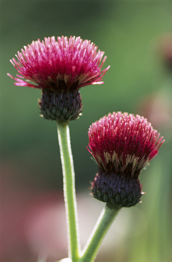Detail of Cirsium Rivulare 'Atropurpureum' in The Courts Garden ...