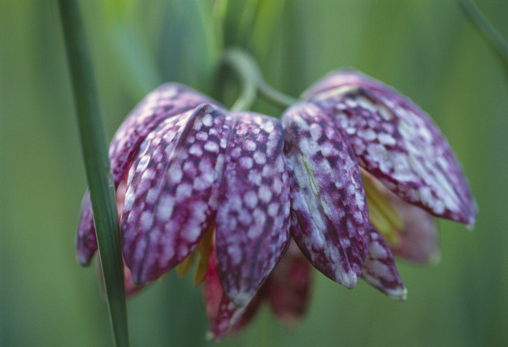 Close-up detail of the Snakes Head Fritillary (Fritillaria meleagris ...