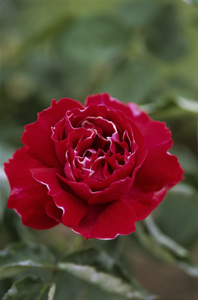 Close view of Rose 'Souvenir du Docteur Jamain' a red Bourbon rose at ...