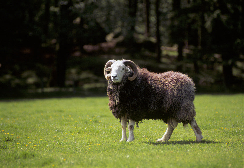 A Herdwick ram at High Yewdale Farm, Monk Coniston, standing on sunlit ...