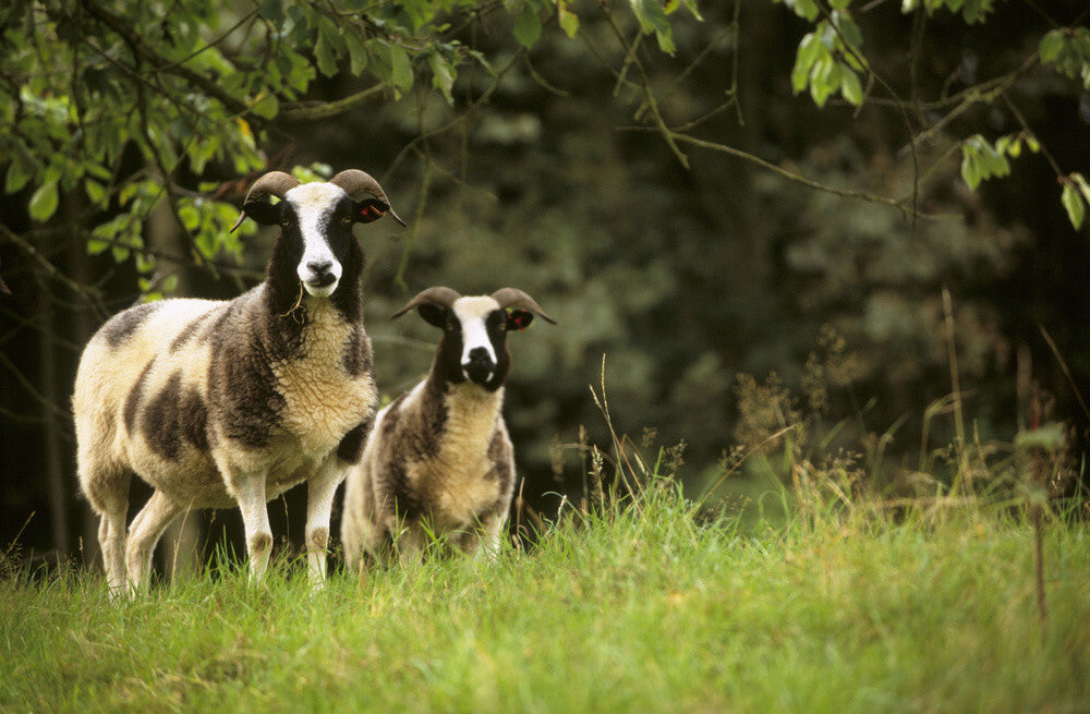 Two Jacob's sheep on the Brockhampton Estate – National Trust Prints