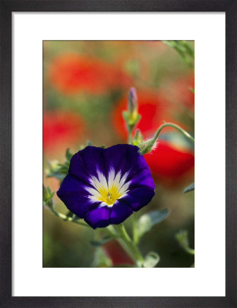 Close-up of a flower of Convolvulus tricolor 'Blue Flash', blooming in ...