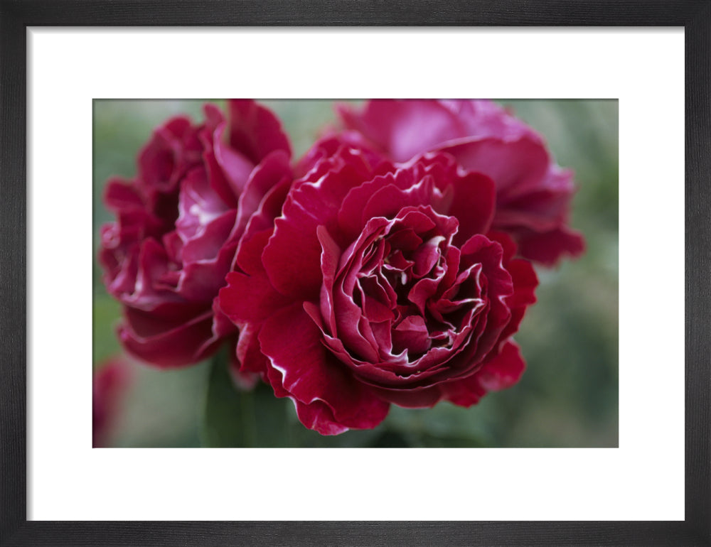 Souvenir du Docteur Jamain' Rose, Greys Court, Stephen Robson ...