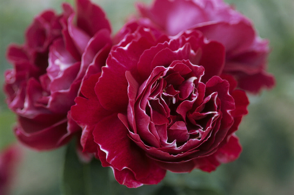 Souvenir du Docteur Jamain' Rose, Greys Court, Stephen Robson ...