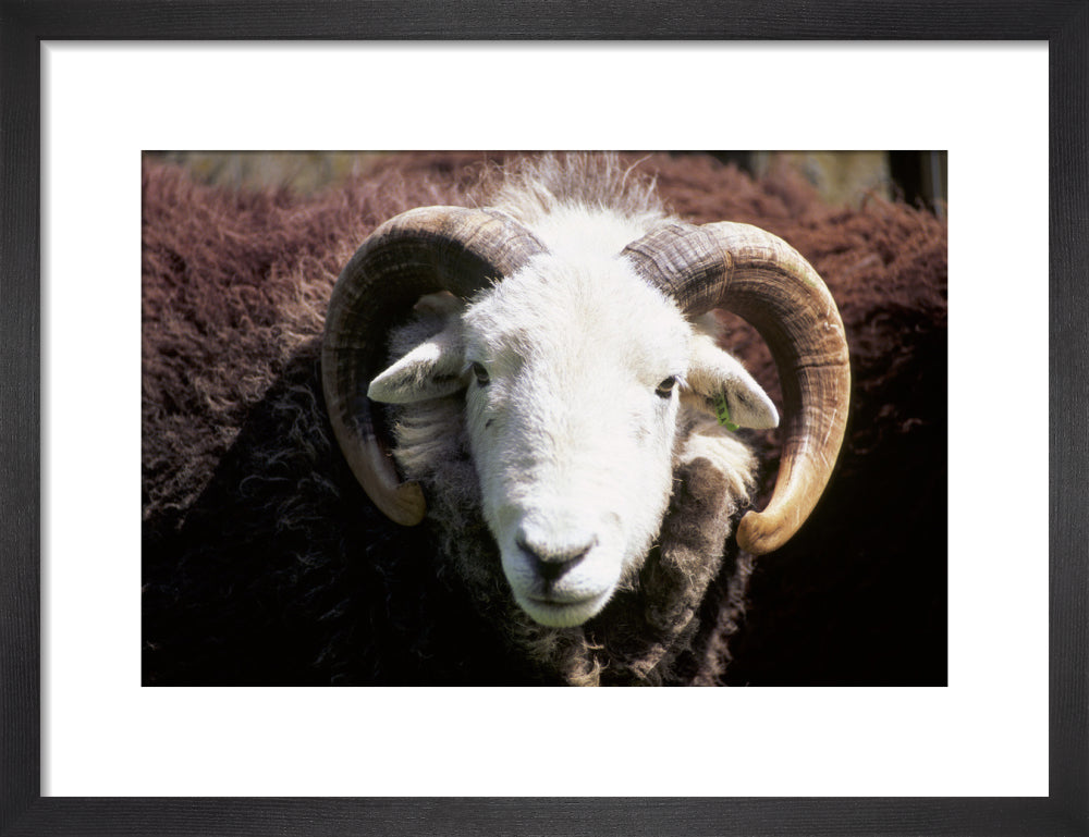 Close up of the head of a Herdwick ram at High Yewdale Farm, Monk Coni ...