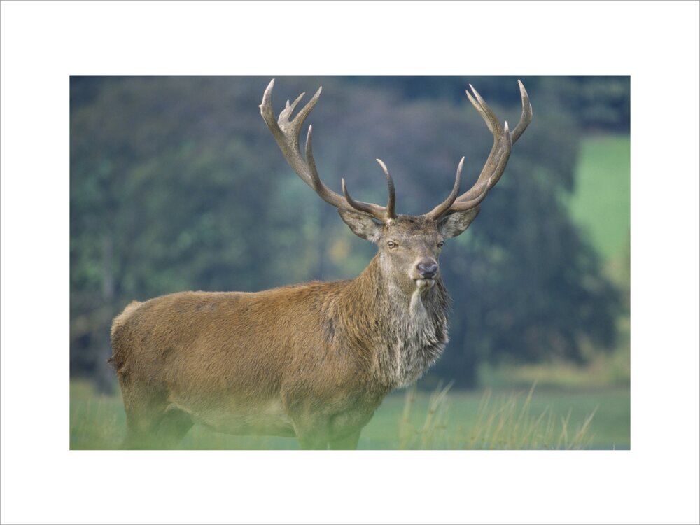 A mature stag with a magnificent spread of antlers on Cage Hill, stare ...