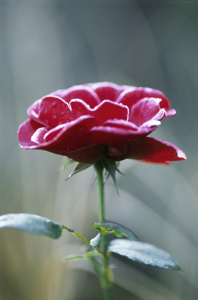 Rosa 'De Ruiters Herald' a classic side profile shot of this red rose ...