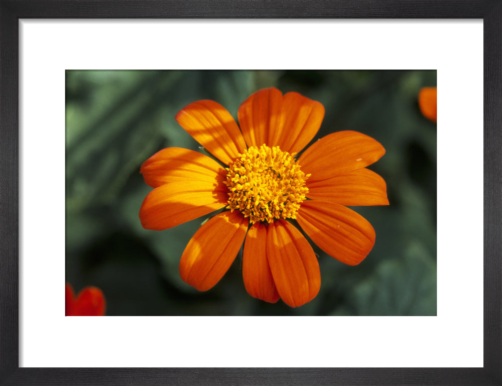 A close-up of a Tithonia - 'Speciosa torch' from Sissinghurst Castle G ...