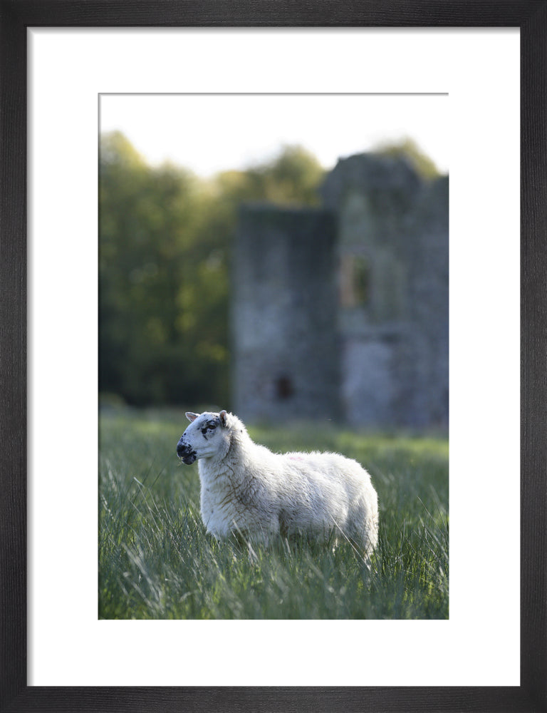 Sheep at Crom Estate, Co. Fermanagh, Northern Ireland. – National Trust ...
