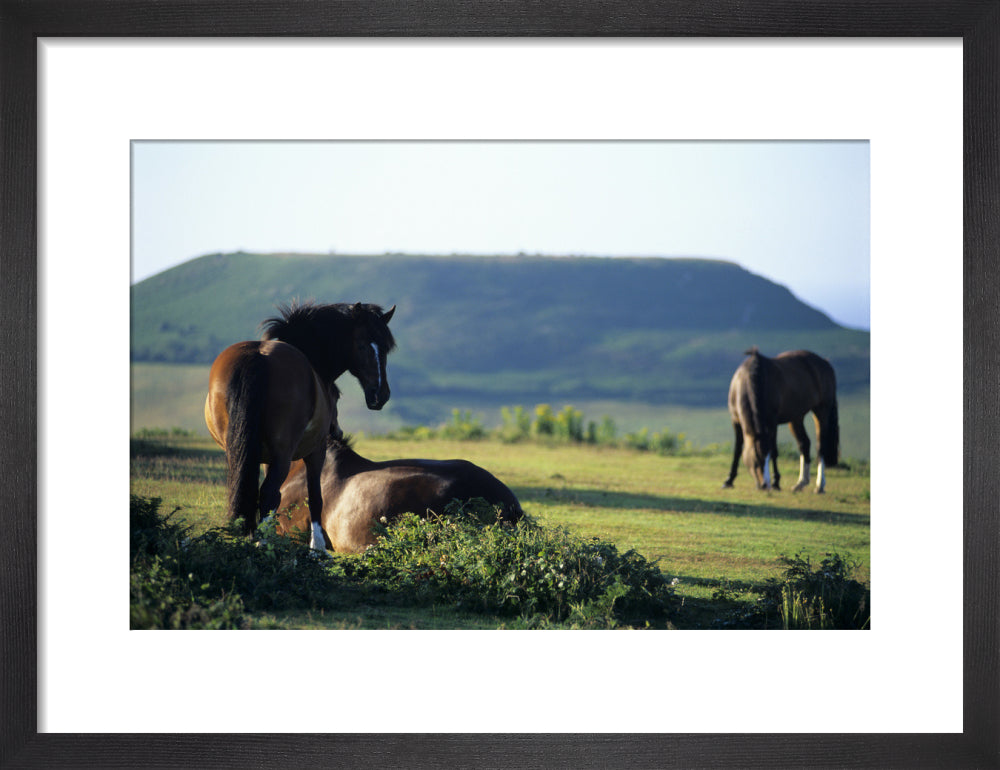 Three ponies in a field on the Golden Cap Estate – National Trust Prints