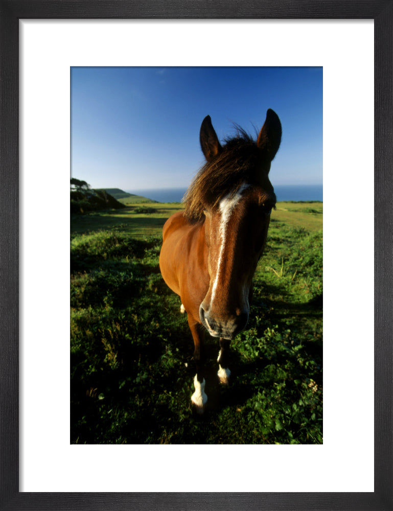 A pony looking into the camera on the Golden Cap Estate – National ...