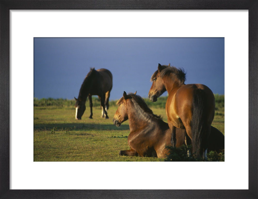 Three ponies on the Golden Cap Estate, one at rest, one sitting down a ...