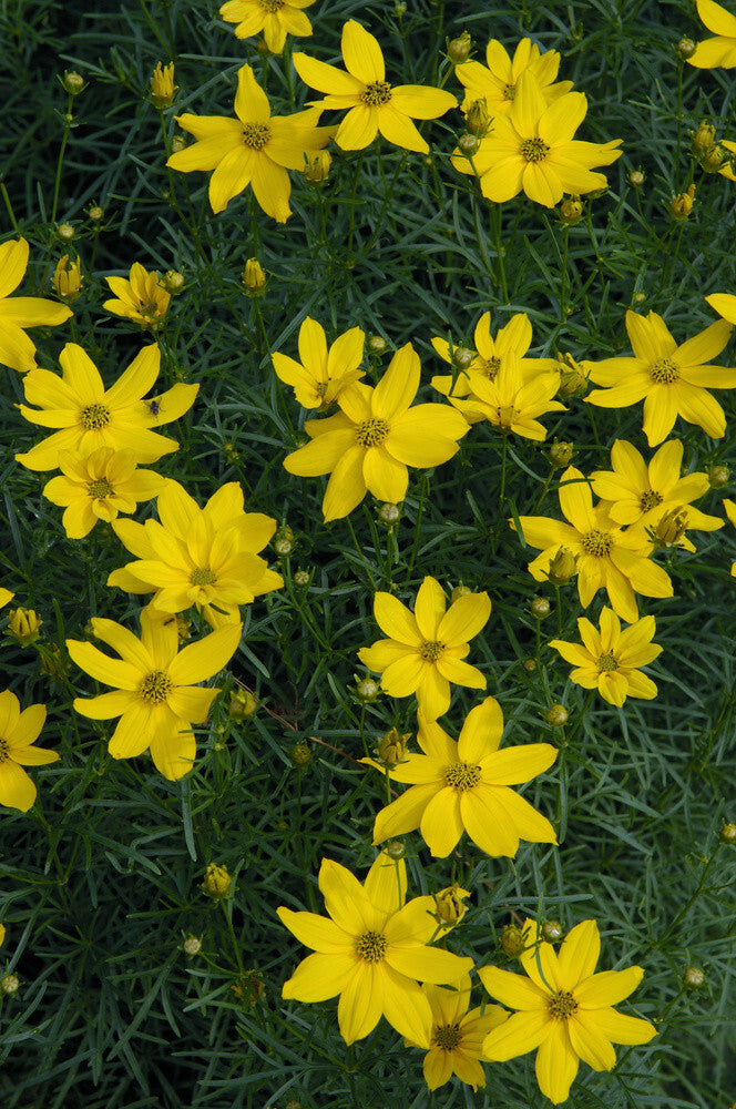 Coreopsis verticillata grandiflora in July at Sissinghurst Castle Gard ...