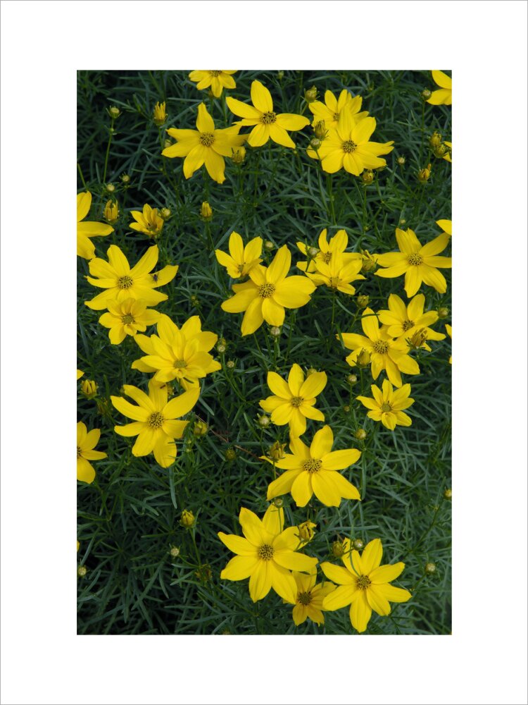 Coreopsis verticillata grandiflora in July at Sissinghurst Castle Gard ...