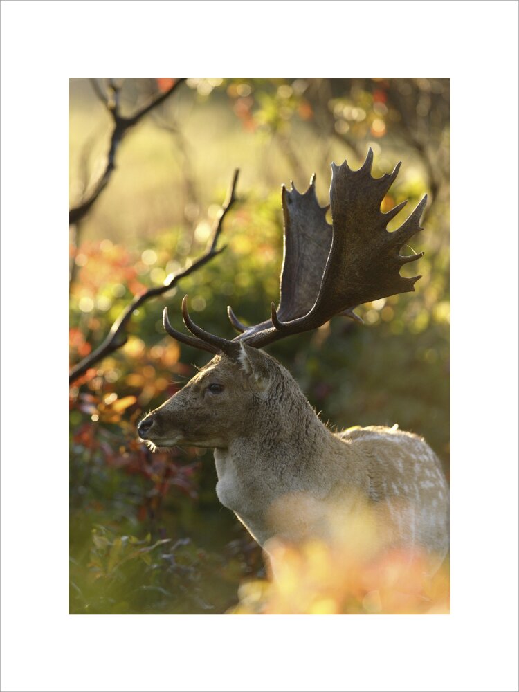 Fallow deer stag at Crom Estate, Co. Fermanagh, Northern Ireland ...