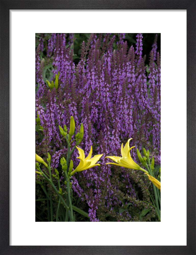 Hemerocallis "Thelma Perry" and Salvia superba "Rose Queen" in the Ros ...
