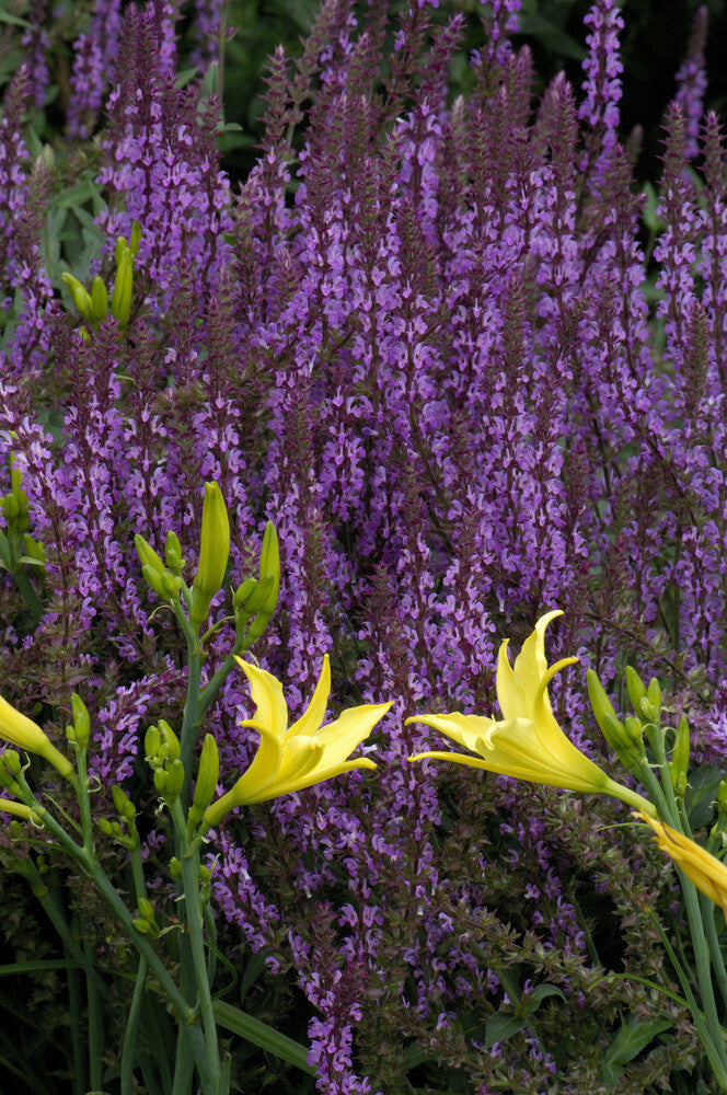 Hemerocallis "Thelma Perry" and Salvia superba "Rose Queen" in the Ros ...