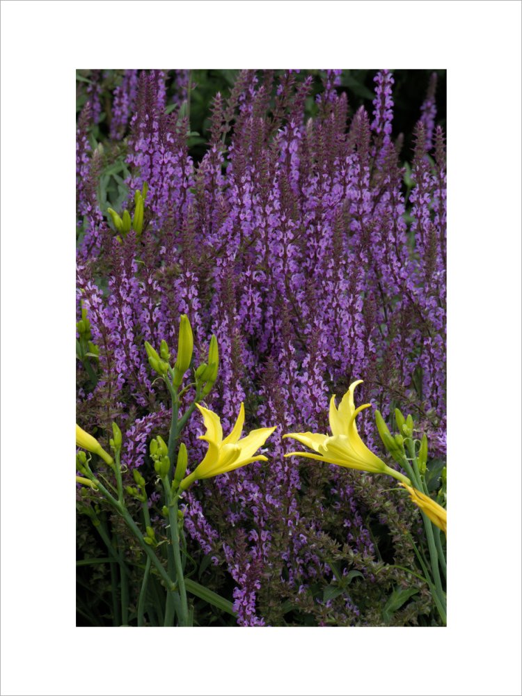 Hemerocallis "Thelma Perry" and Salvia superba "Rose Queen" in the Ros ...