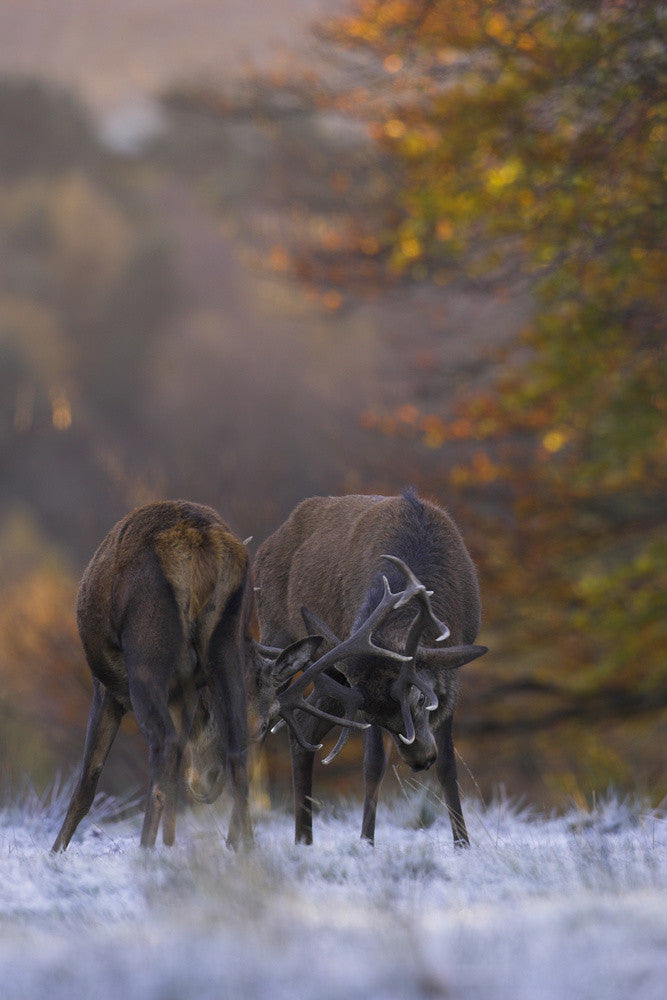 Red deer stags (Cervus elaphus) clashing antlers in the medieval deer ...