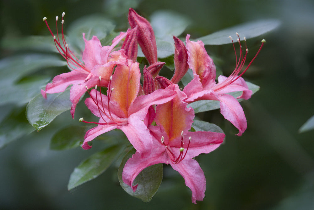 Close view of Azalea flower in the Garden Wood at Dunham Massey, Chesh ...
