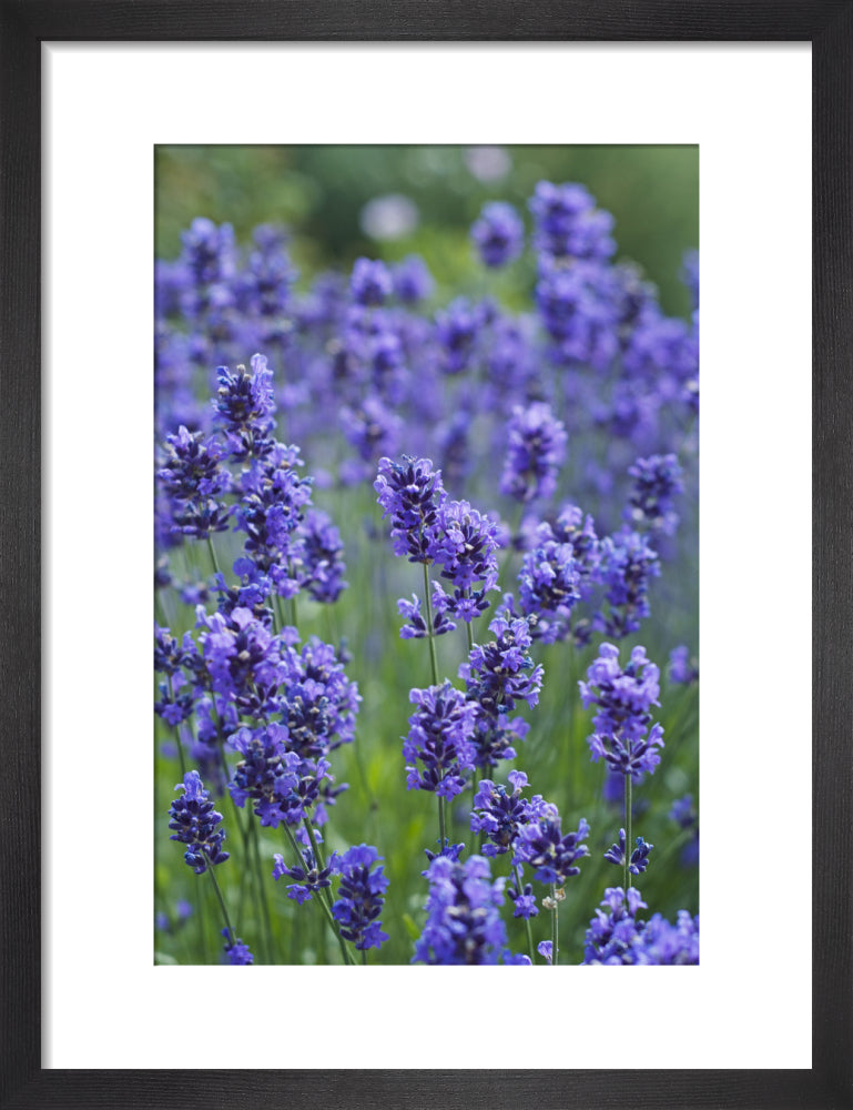 Lavender in the Kitchen Garden at Ham House, Richmond-upon-Thames ...